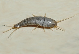 Silverfish bugs biology and habits